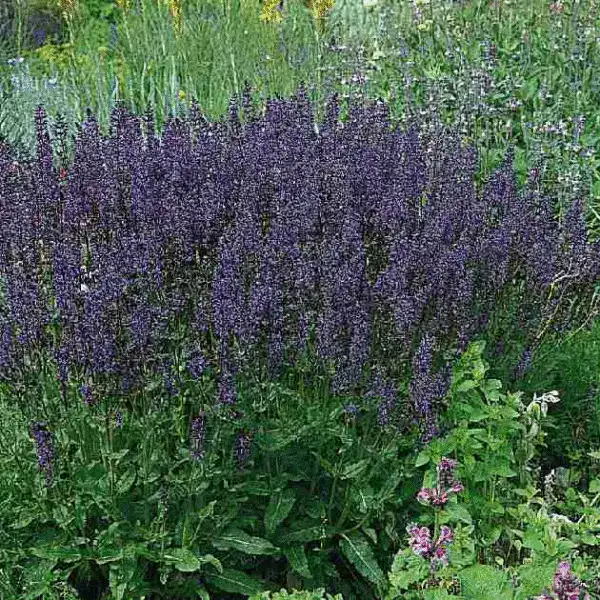 Salvia X Superba ‘Blue Queen' | Buy Online UK | Middleton Nurseries