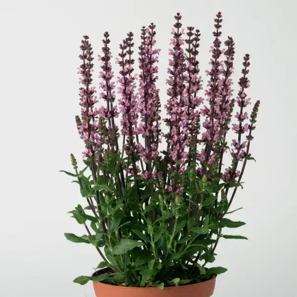 Salvia X Superba ‘Merleau Rose Compact' | Buy Online UK | Middleton ...