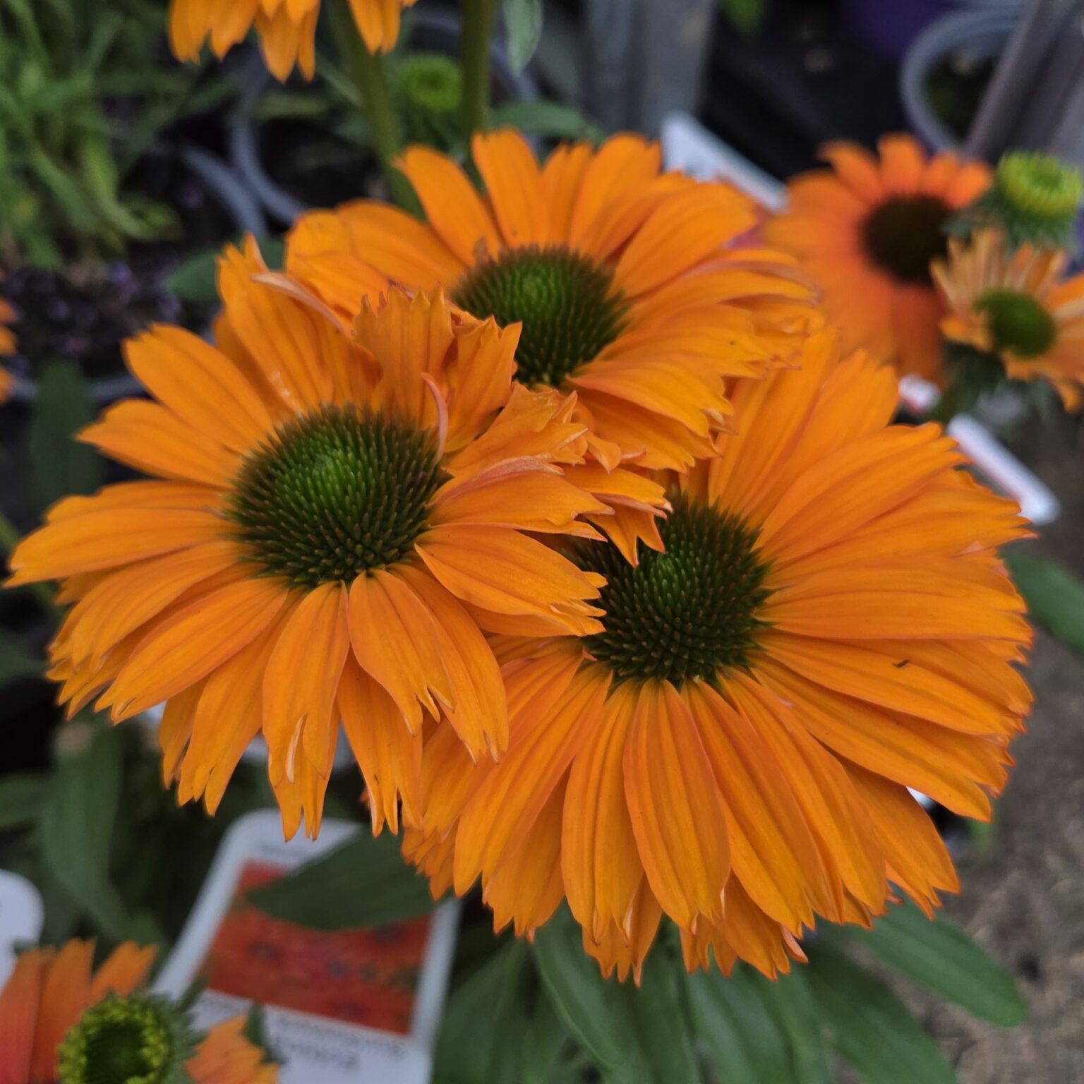 Echinacea 'SunSeekers Mineola' (Coneflower) | Buy Online UK | Middleton ...