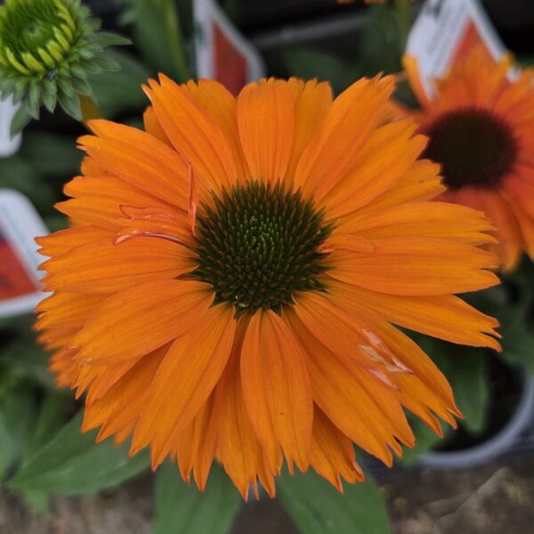 Echinacea 'SunSeekers Mineola' (Coneflower) | Buy Online UK | Middleton ...