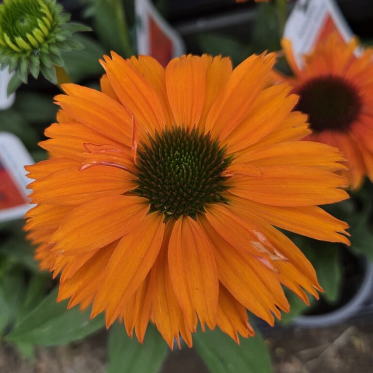 Echinacea 'SunSeekers Mineola' (Coneflower) | Buy Online UK | Middleton ...