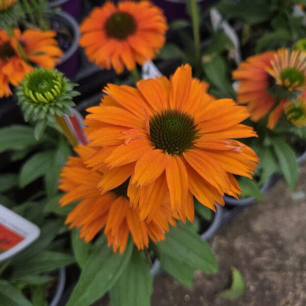 Echinacea 'SunSeekers Mineola' (Coneflower) | Buy Online UK | Middleton ...