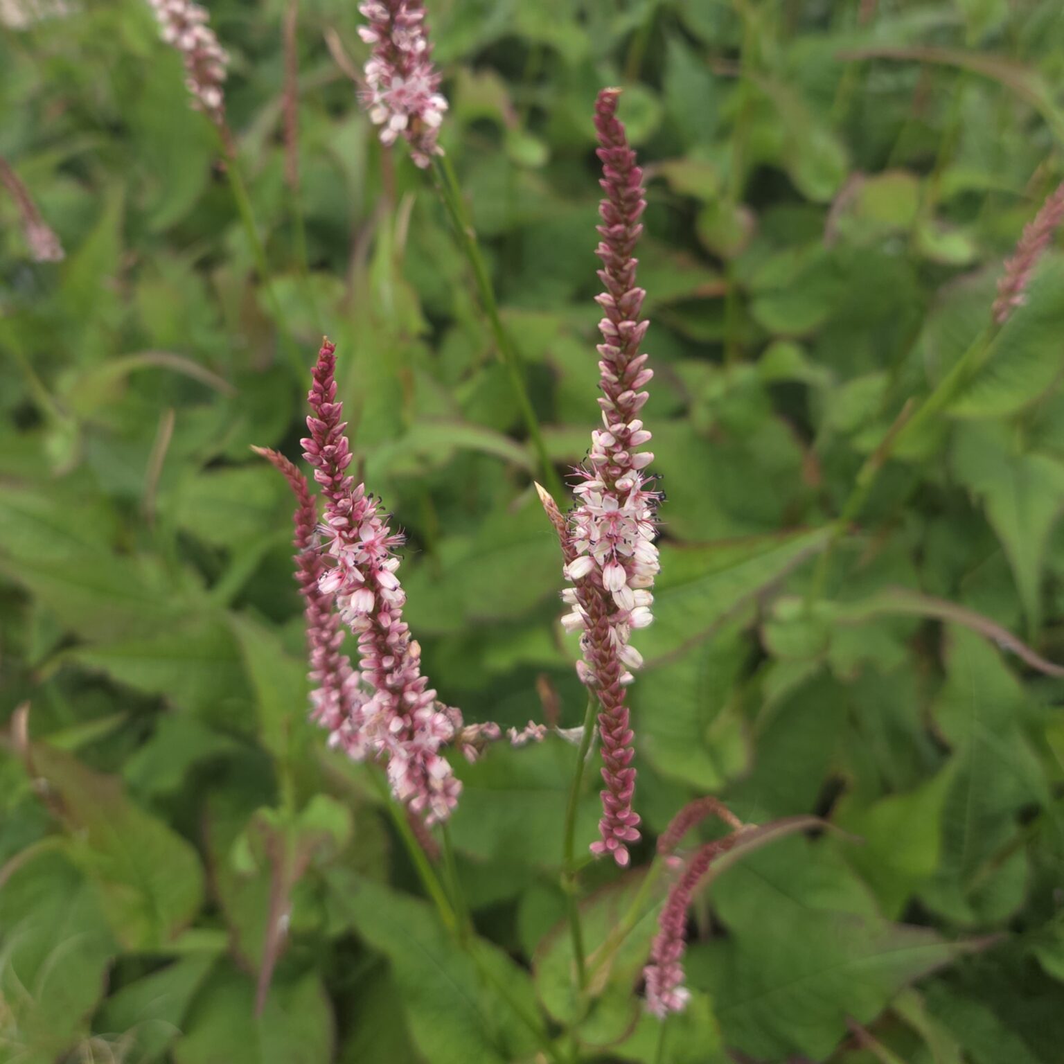 Persicaria Amplexicaulis 'Rosea' | Buy Online UK | Middleton Nurseries