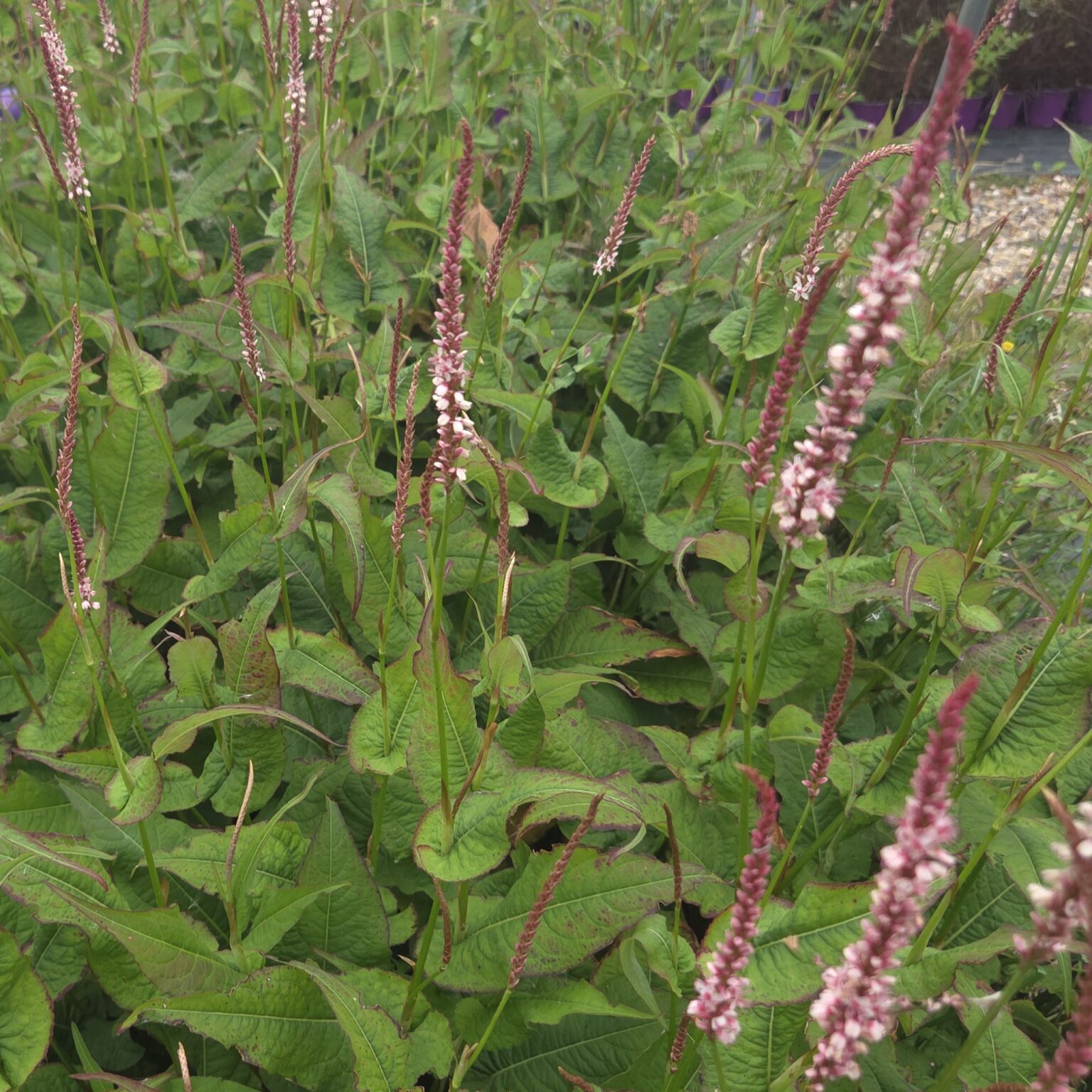 Persicaria Amplexicaulis 'Rosea' | Buy Online UK | Middleton Nurseries