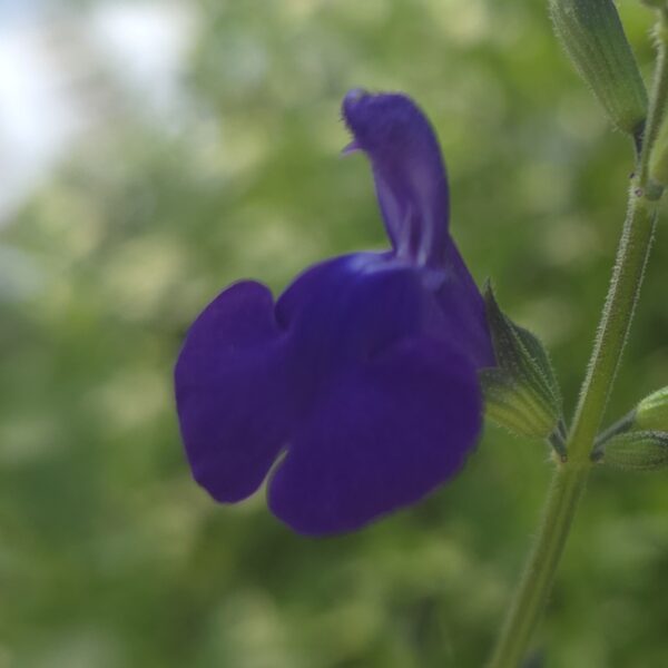 Buy Salvia Microphylla 'Blue Monrovia' – UK Grown - Middleton Nurseries