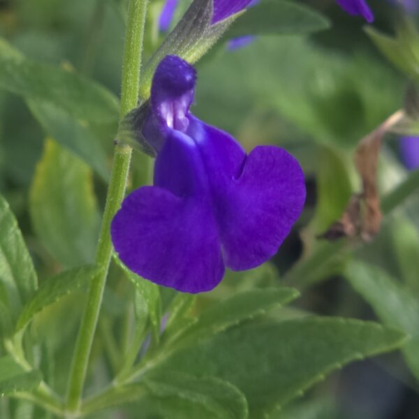 Buy Salvia Microphylla 'Blue Monrovia' – UK Grown - Middleton Nurseries