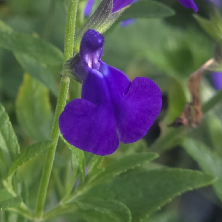 Salvia Microphylla 'Blue Monrovia' | Buy Online UK | Middleton Nurseries