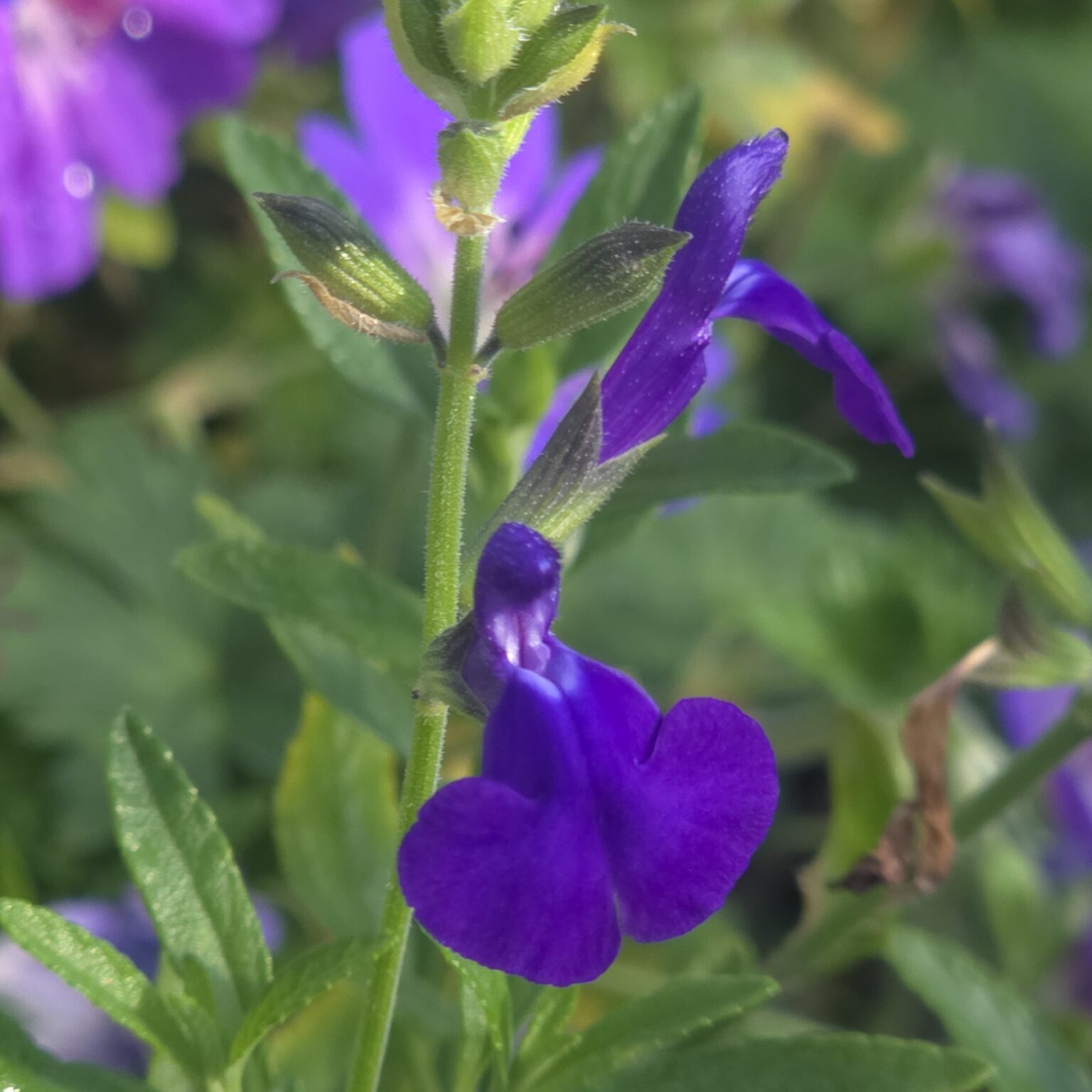 Salvia Microphylla 'Blue Monrovia' | Buy Online UK | Middleton Nurseries