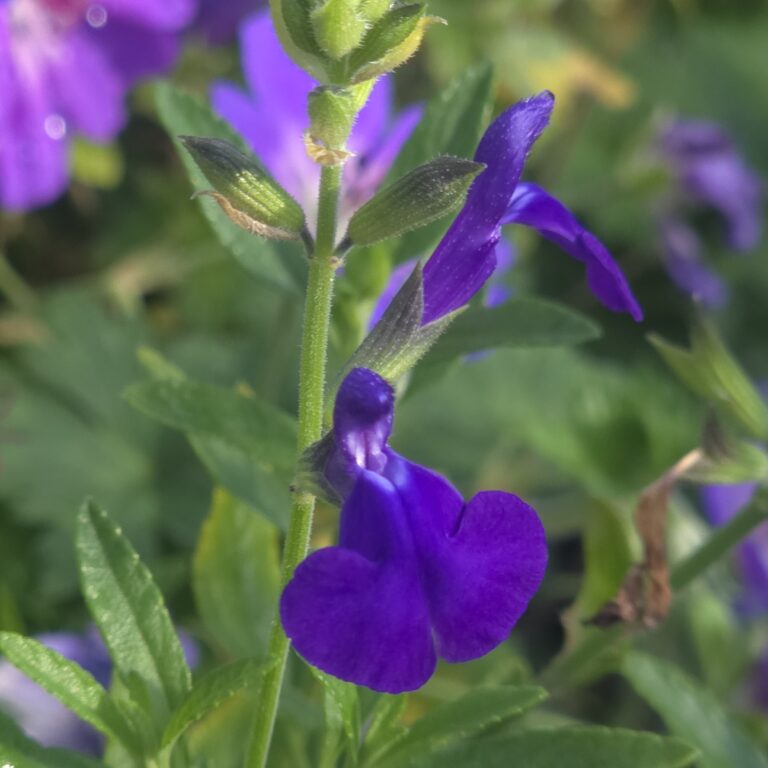 Salvia Microphylla 'Blue Monrovia' | Buy Online UK | Middleton Nurseries