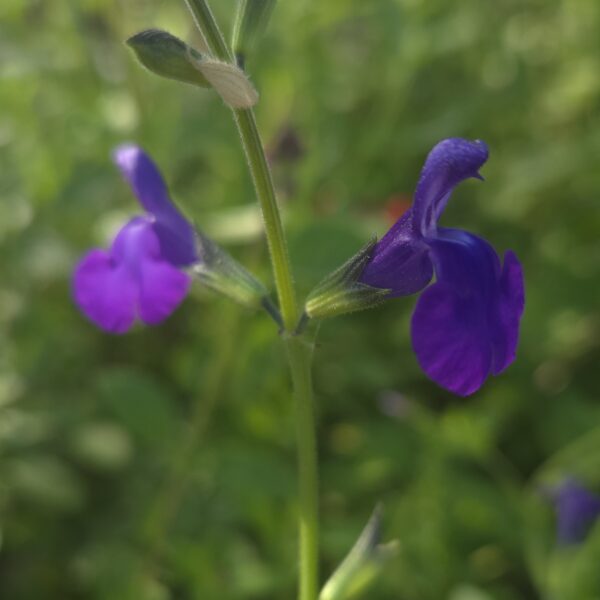 Buy Salvia Microphylla 'Blue Monrovia' – UK Grown - Middleton Nurseries
