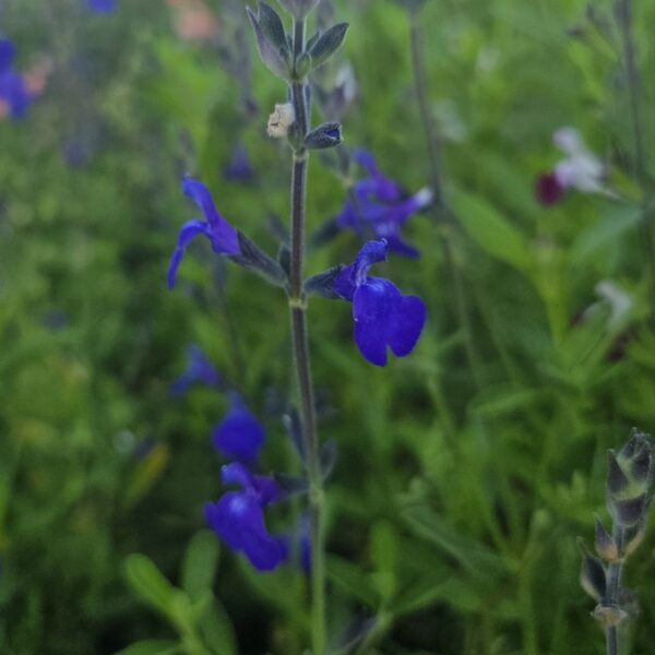 Buy Salvia Microphylla 'Blue Monrovia' – UK Grown - Middleton Nurseries