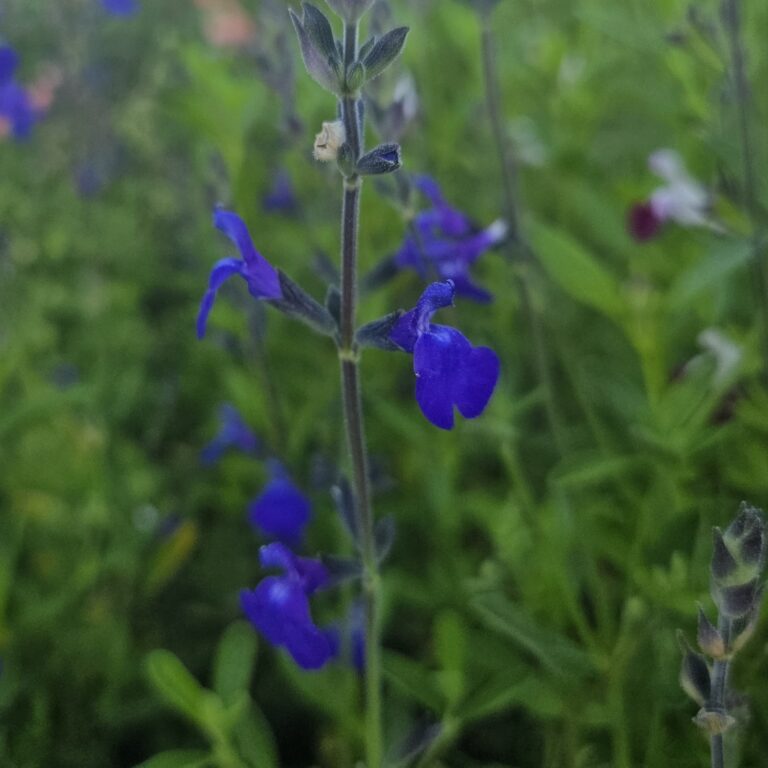 Salvia Microphylla 'Blue Monrovia' | Buy Online UK | Middleton Nurseries