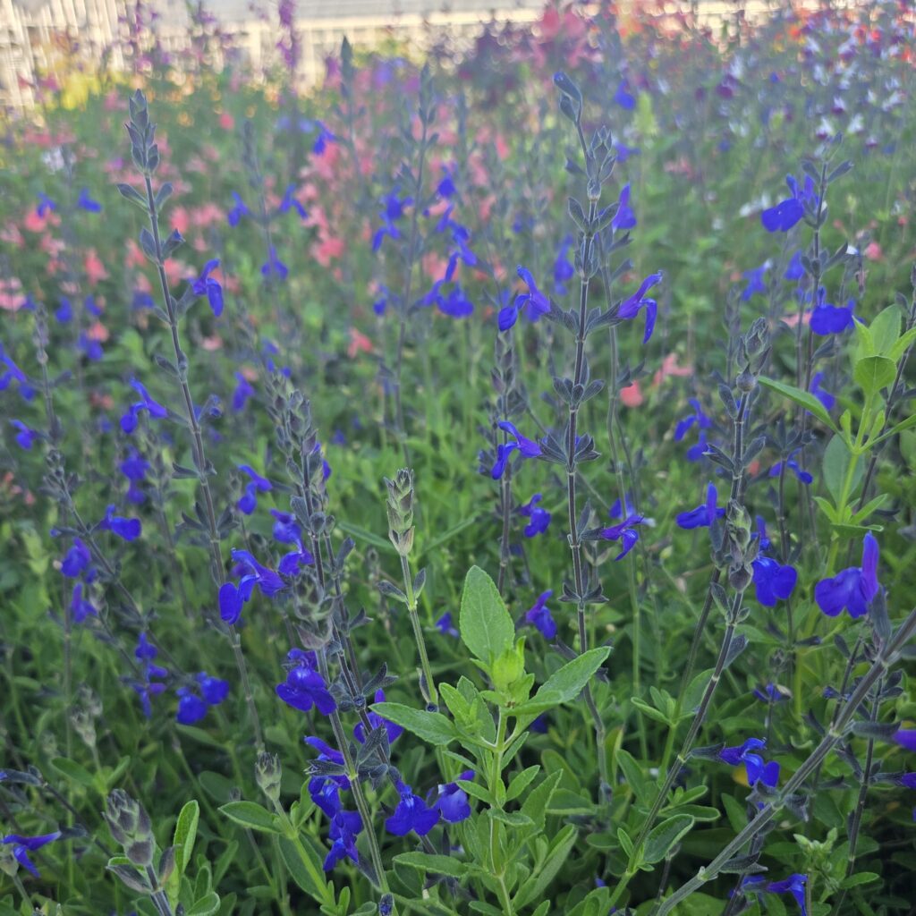 Salvia Microphylla 'Blue Monrovia' | Buy Online UK | Middleton Nurseries