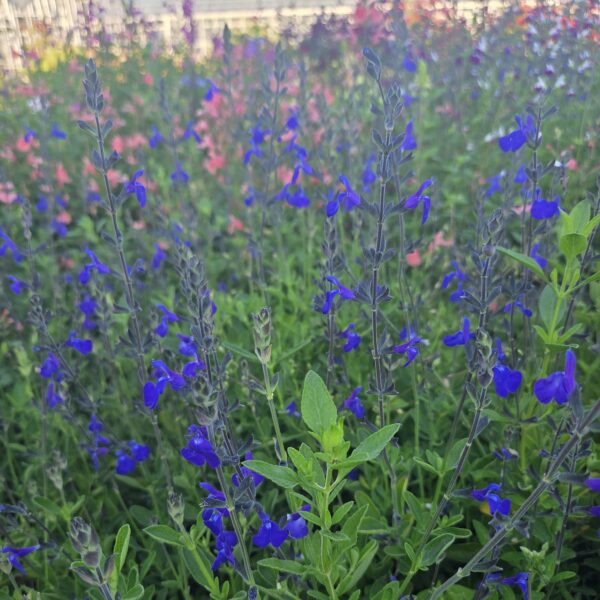 Buy Salvia Microphylla 'Blue Monrovia' – UK Grown - Middleton Nurseries