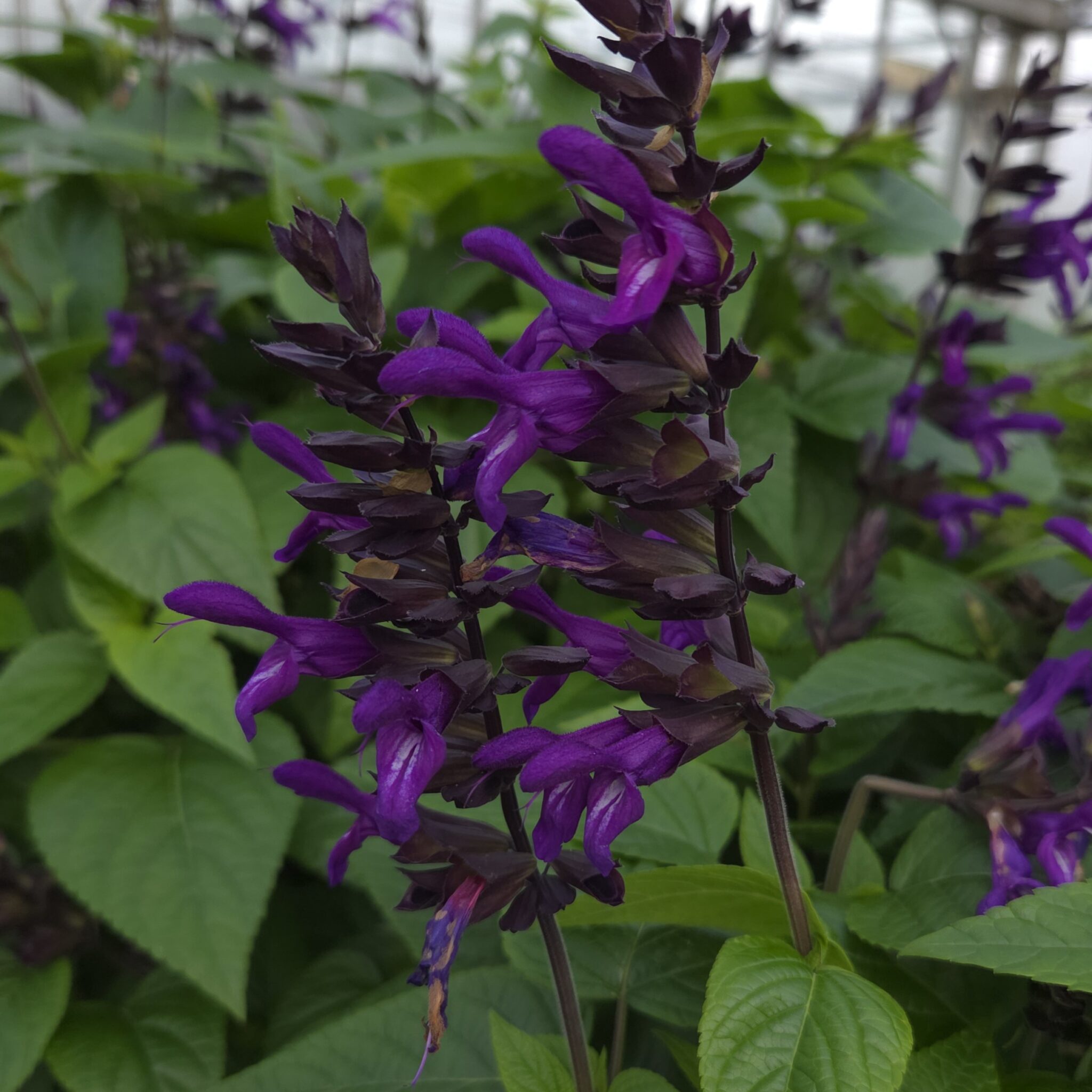 Salvia Guaranitica ‘Purple And Bloom’ | Buy Online UK | Middleton Nurseries