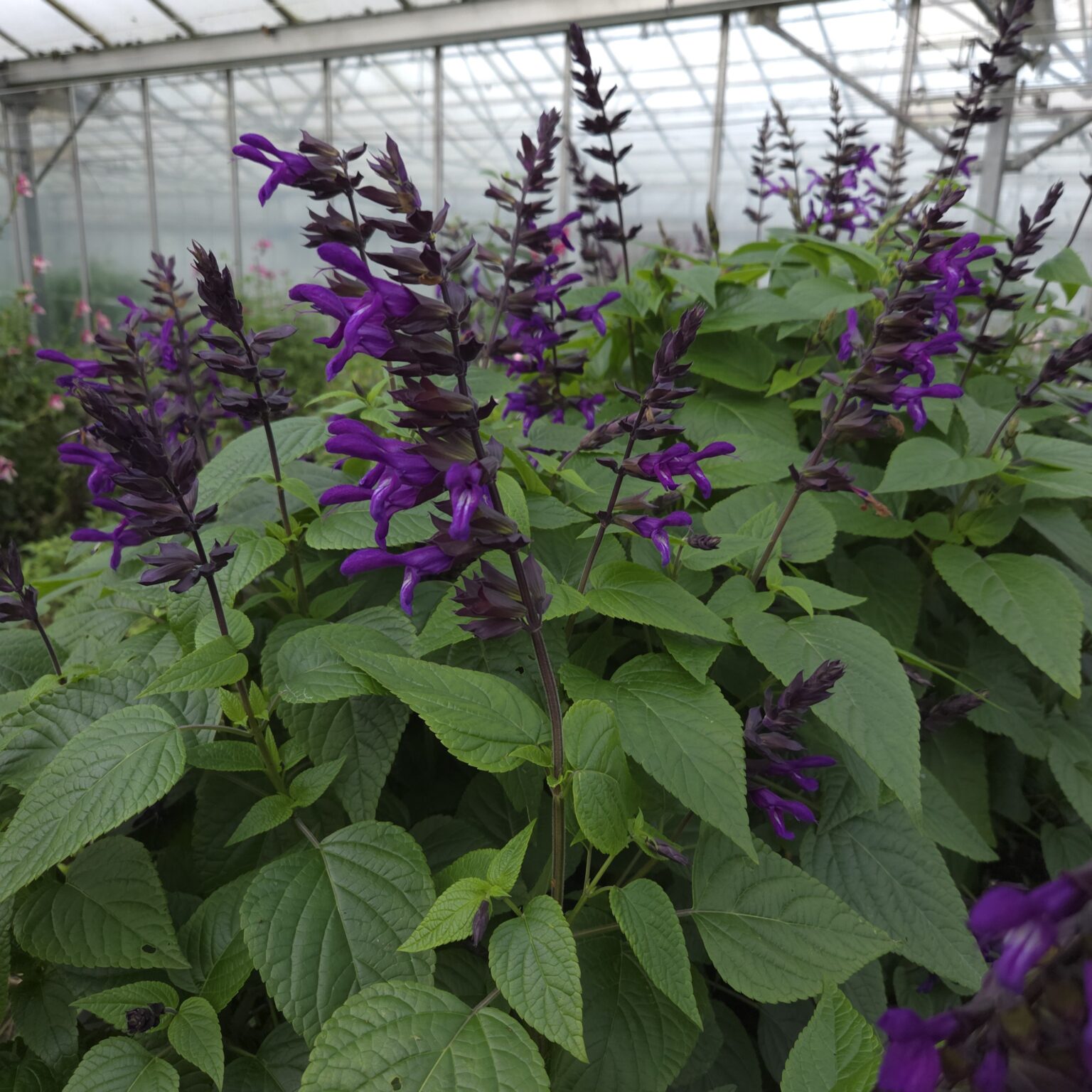Salvia Guaranitica ‘Purple And Bloom’ | Buy Online UK | Middleton Nurseries
