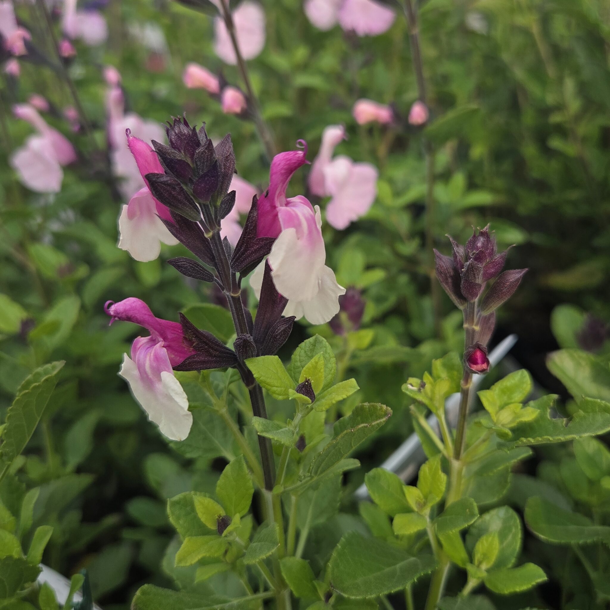 Salvia 'Raspberry Melba' | Buy Online UK | Middleton Nurseries