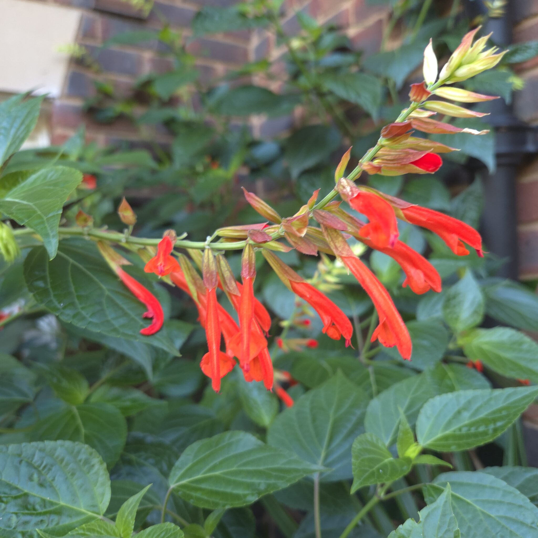 How To Grow Salvias In The UK: Best Salvia Care & Varieties