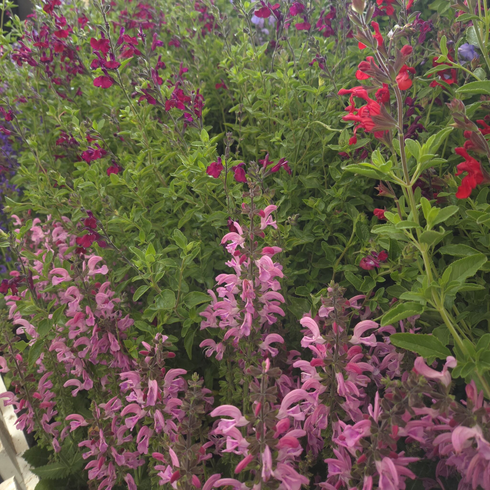 Chelsea 2026 Collection | Buy Online UK | Middleton Nurseries