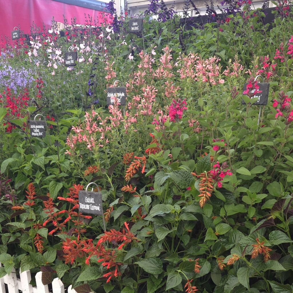 Chelsea 2026 Collection | Buy Online UK | Middleton Nurseries