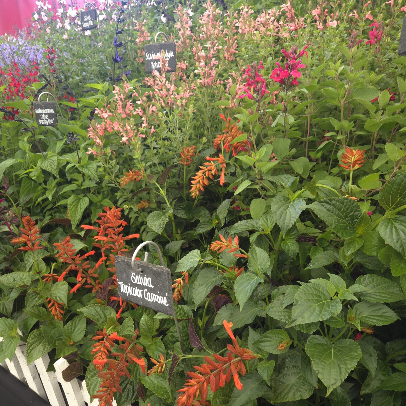 Chelsea 2026 Collection | Buy Online UK | Middleton Nurseries